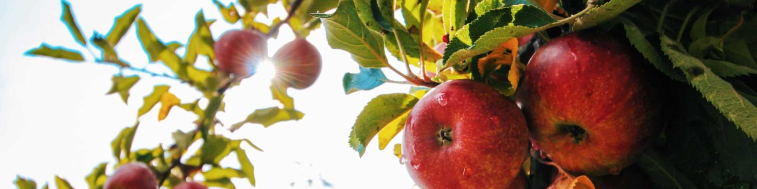 What Does a “Fruitful Life” Mean to You? - discipleFIRST